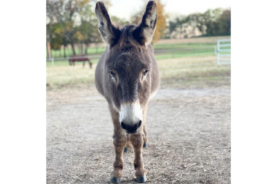 Meet the Herd - Zen Donkey Farms