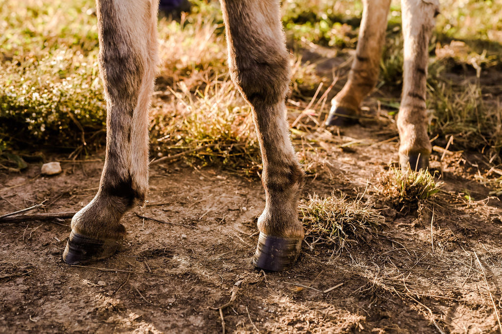 ZEN DONKEY FARMS | RAW, COLD-PRESSED, ORGANIC JUICE