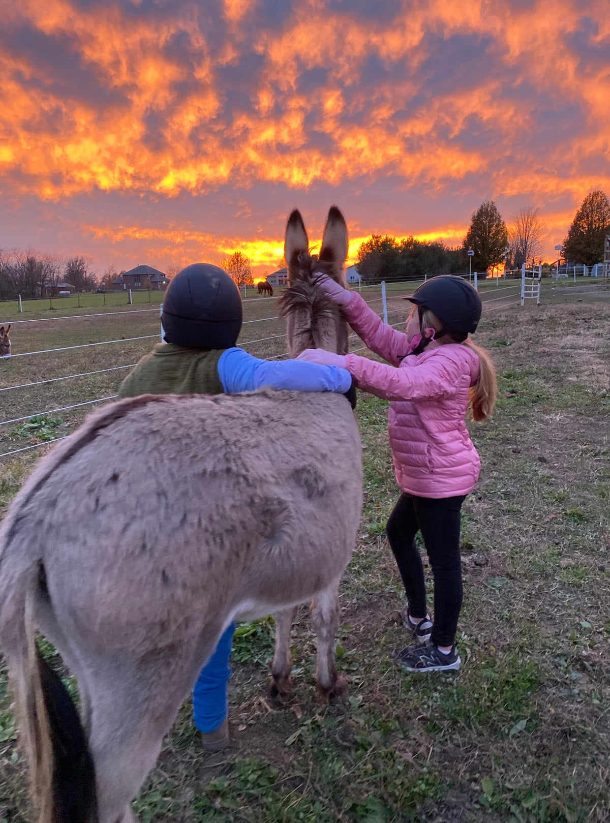 Farm Experiences — Zen Donkey Farms