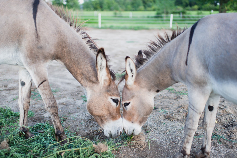 Meet the Herd - Zen Donkey Farms