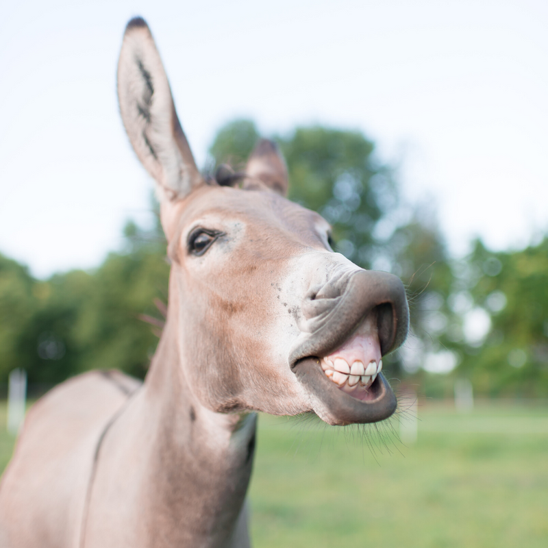 ZEN DONKEY FARMS | RAW, COLD-PRESSED, ORGANIC JUICE