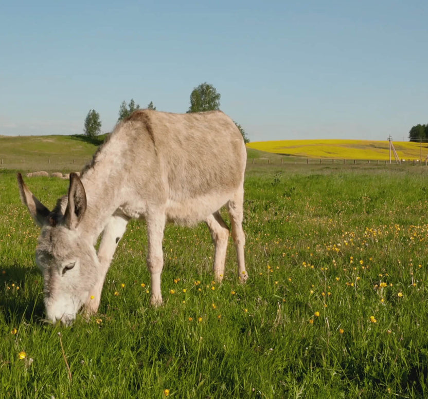 ZEN DONKEY FARMS | RAW, COLD-PRESSED, ORGANIC JUICE — Zen Donkey Farms