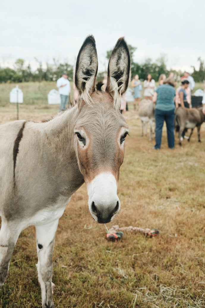 Dining for Donkeys — Zen Donkey Farms