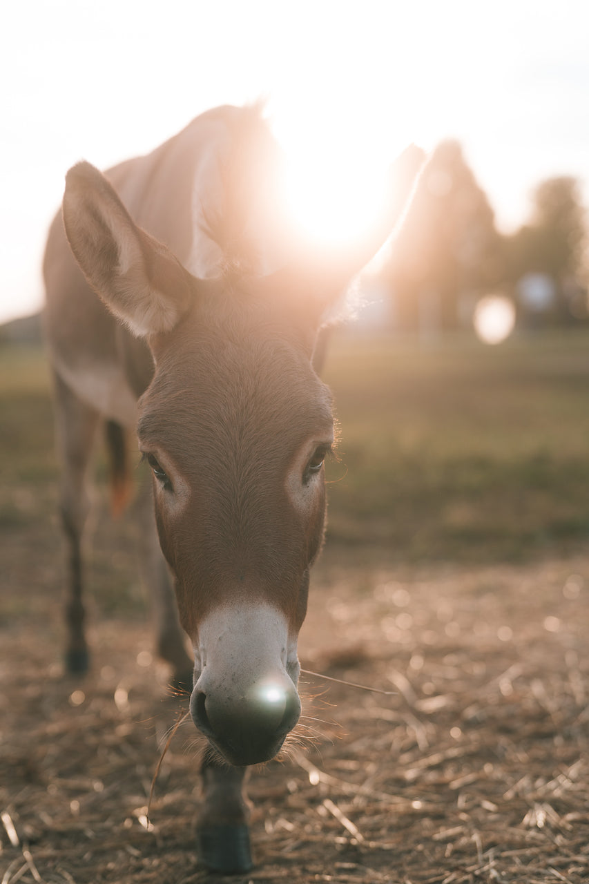 Private Tour/Donkey Meet & Greet - Zen Donkey Farms
